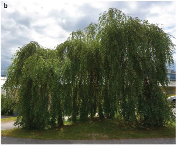 Silver birch: genome sequence and population genomic analyses | Plantae