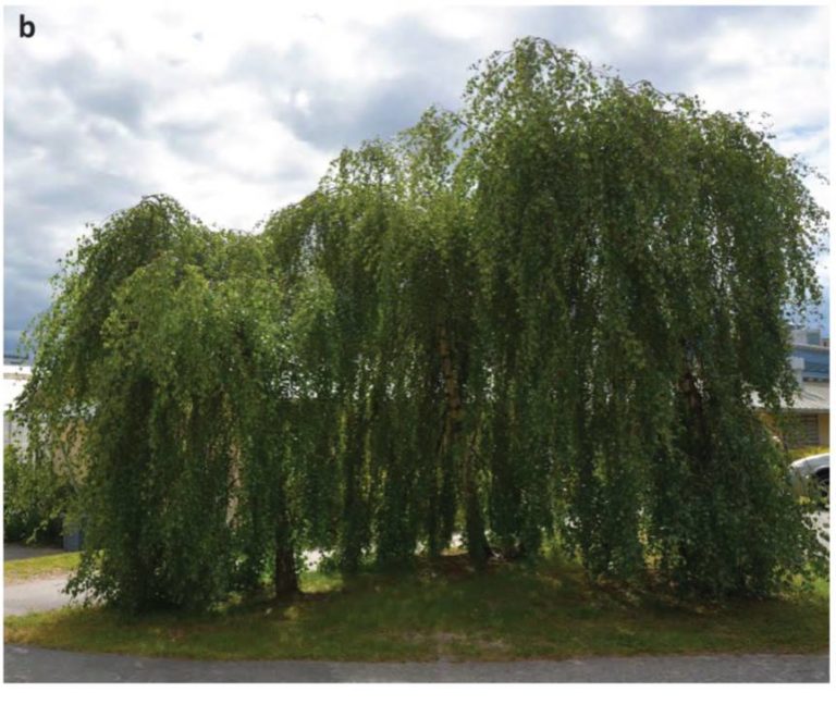 Silver birch: genome sequence and population genomic analyses | Plantae