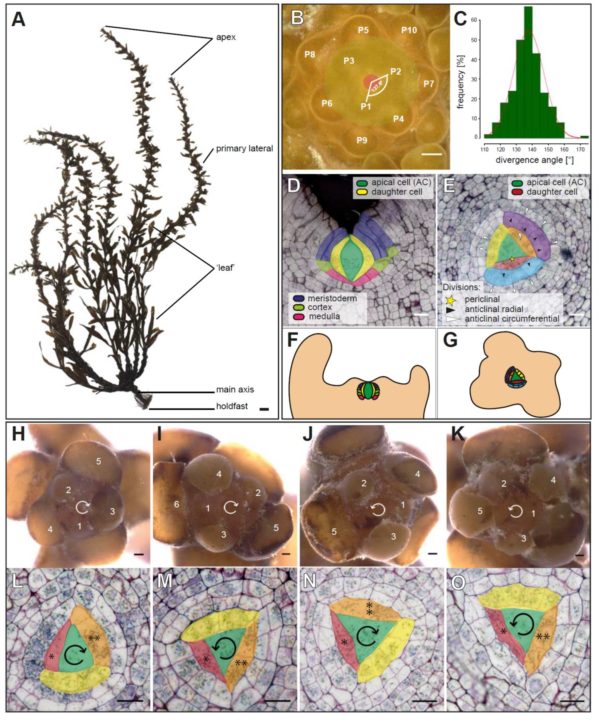 Towards an understanding of spiral patterning in the Sargassum muticum ...