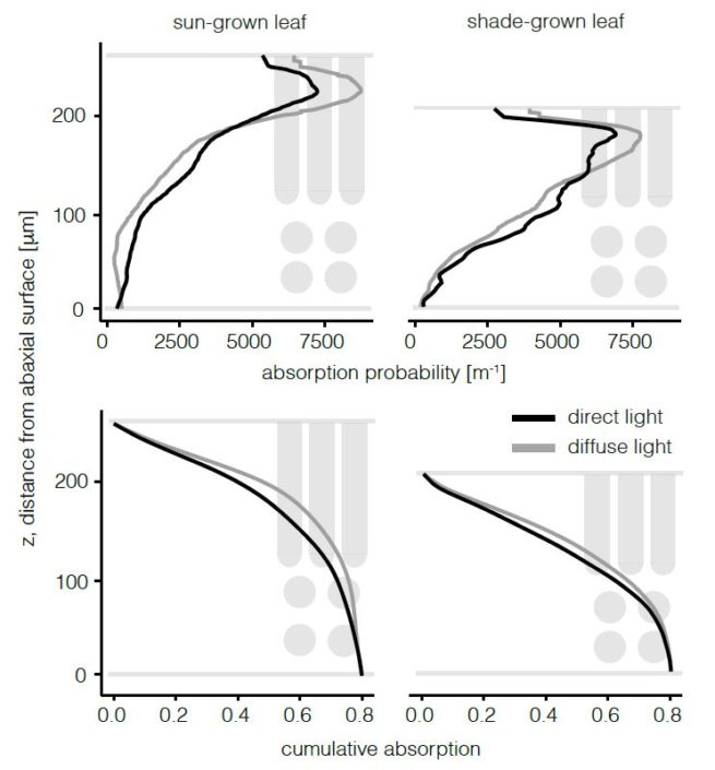 Light Direction, Absorption, and Photosynthesis | Plantae