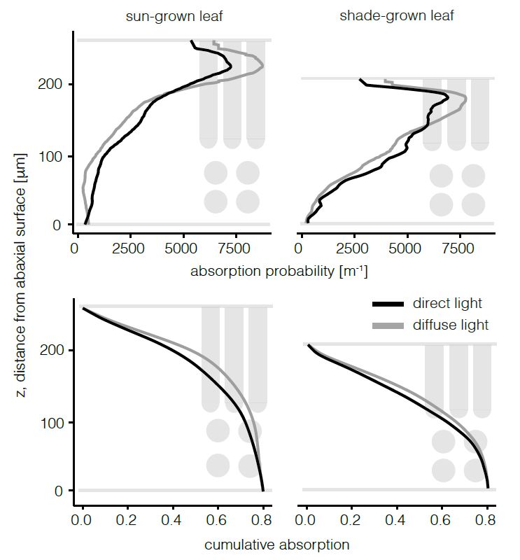 Light Direction, Absorption, and Photosynthesis | Plantae
