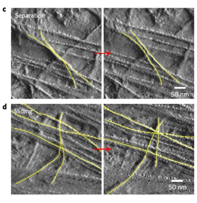 Nanoscale movements of cellulose microfibrils in primary cell walls ...