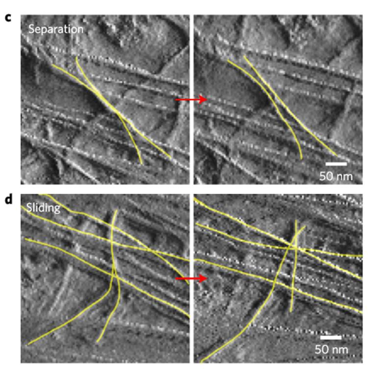 Nanoscale movements of cellulose microfibrils in primary cell walls ...