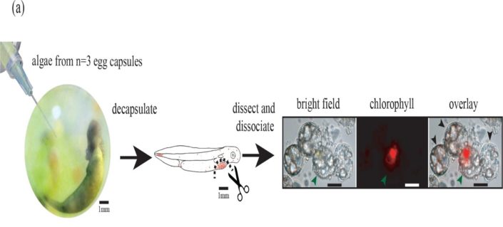 Transcriptome analysis illuminates the nature of the intracellular ...