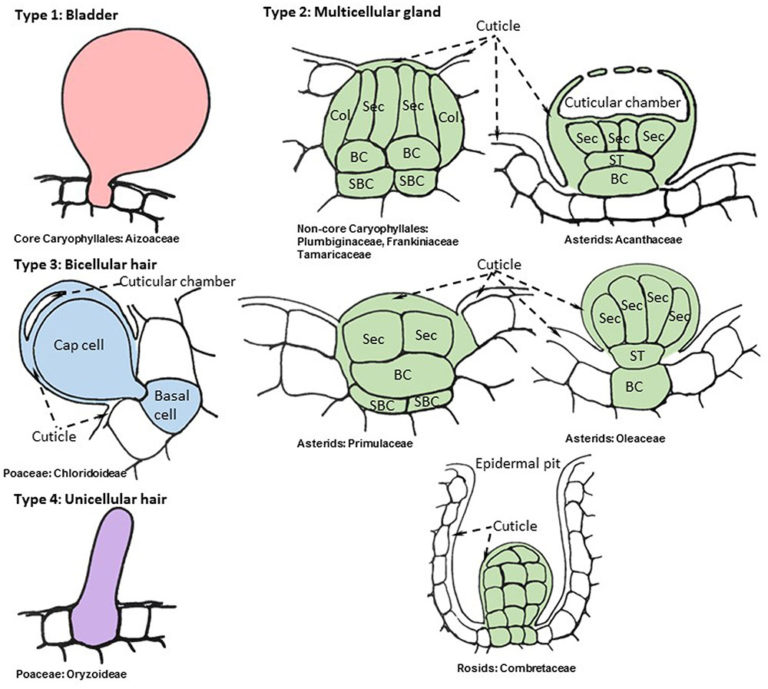 Review: Making plants break a sweat: the structure, function, and ...