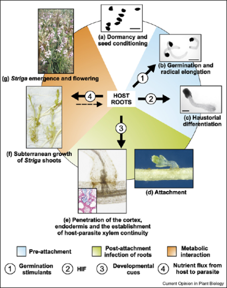 Striga hermonthica – a beautiful but devastating plant… | Plantae