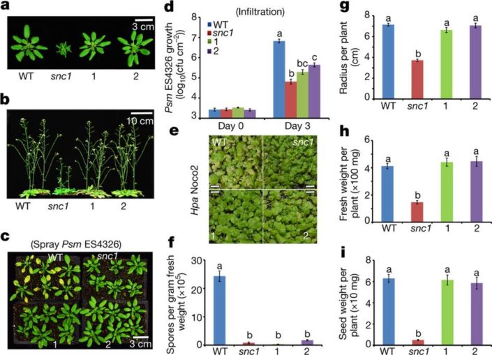 Global Translational Reprogramming Of Plant Immune Response And