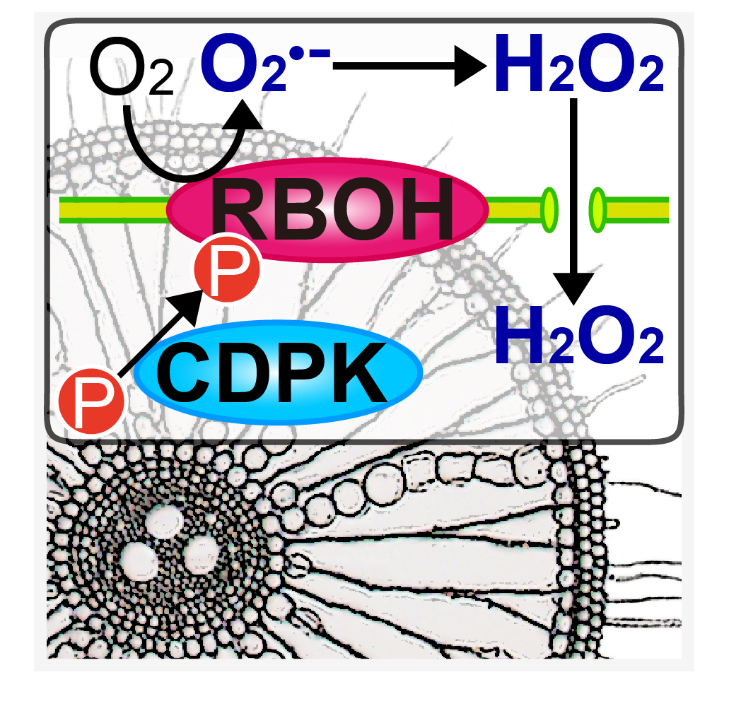 How Rice Thrives in Flooded Fields | Plantae