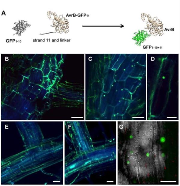 Direct and indirect visualization of bacterial effector delivery into ...