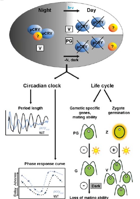 A plant cryptochrome controls key features of the Chlamydomonas ...