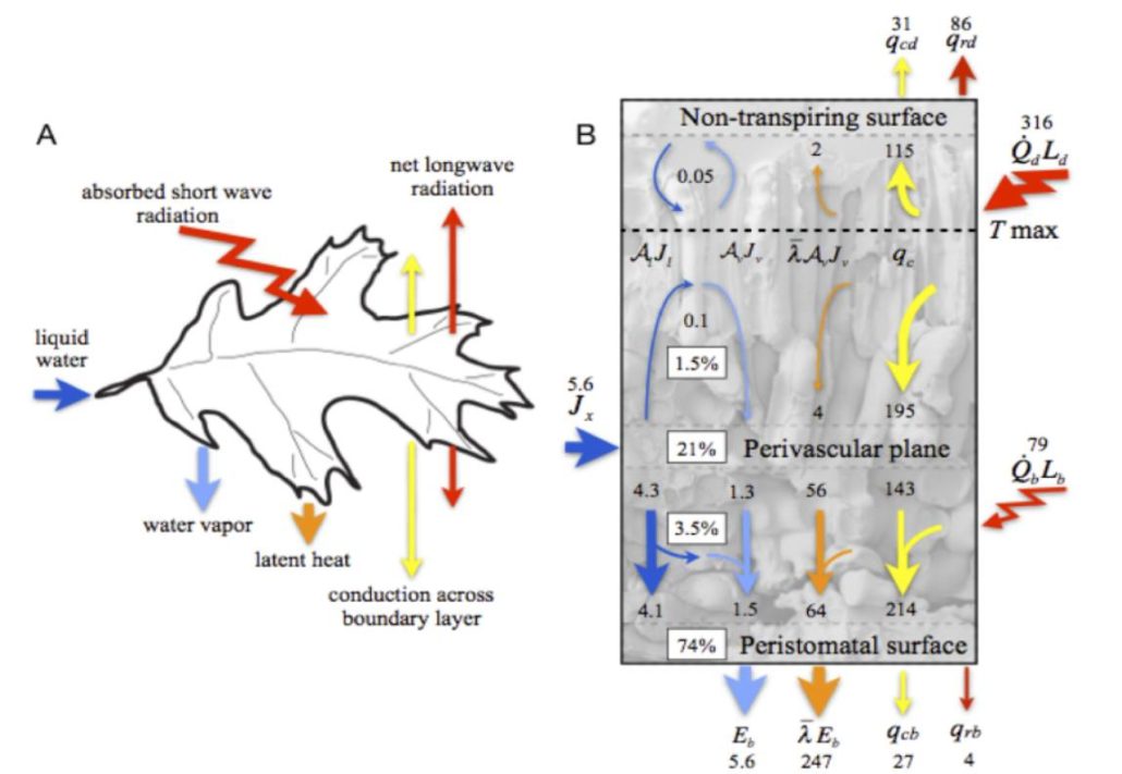 Update: Leaf hydraulic architecture and stomatal conductance: a ...