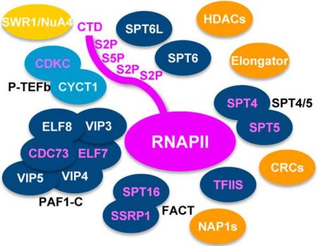 The composition of the Arabidopsis RNA Polymerase II Transcript ...