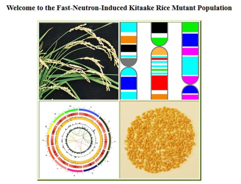 The sequences of 1,504 mutants in the model rice variety Kitaake ...