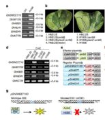 TAL effector driven induction of a SWEET gene confers susceptibility to ...