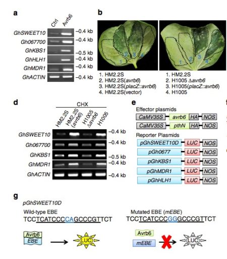 TAL effector driven induction of a SWEET gene confers susceptibility to ...