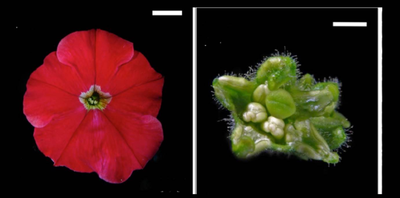 BEN, ROB, and the Making of a Petunia Flower | Plantae