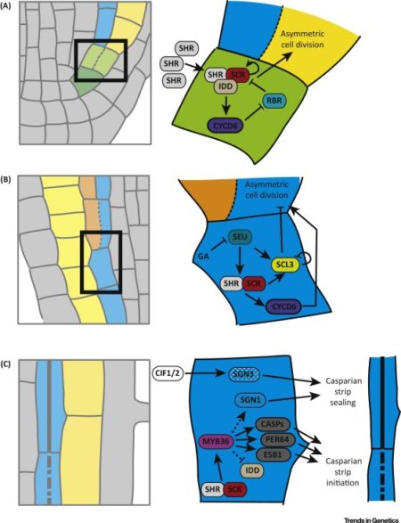 Review: Uncovering gene regulatory networks controlling plant cell ... Review: Uncovering gene regulatory networks controlling plant cell ...