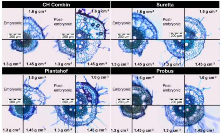 How Wheat Root Tips Break Through Tough Soil | Plantae