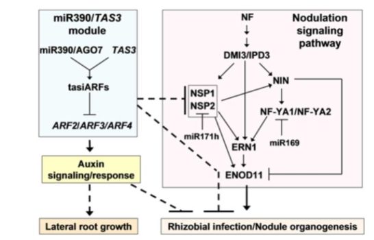 A MicroRNA Switch that Controls Lateral Root Growth and Nodulation ...