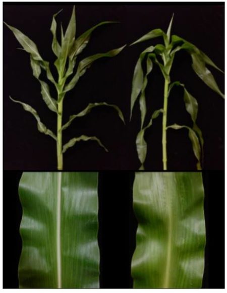 Exploring Maize Leaf Architecture from Different Angles | Plantae