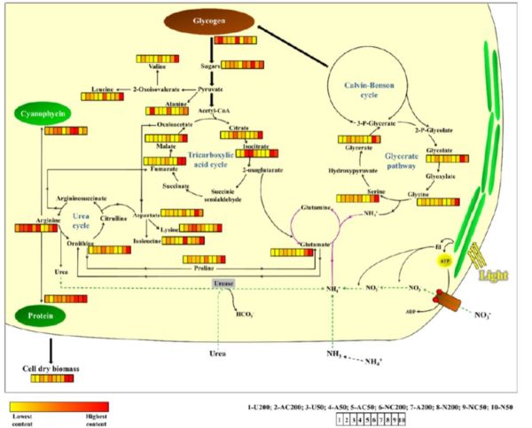 What Limits the Growth of Cyanobacteria? | Plantae