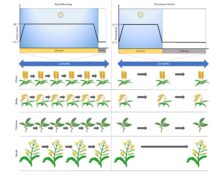 Speed breeding: a powerful tool to accelerate crop research and ...
