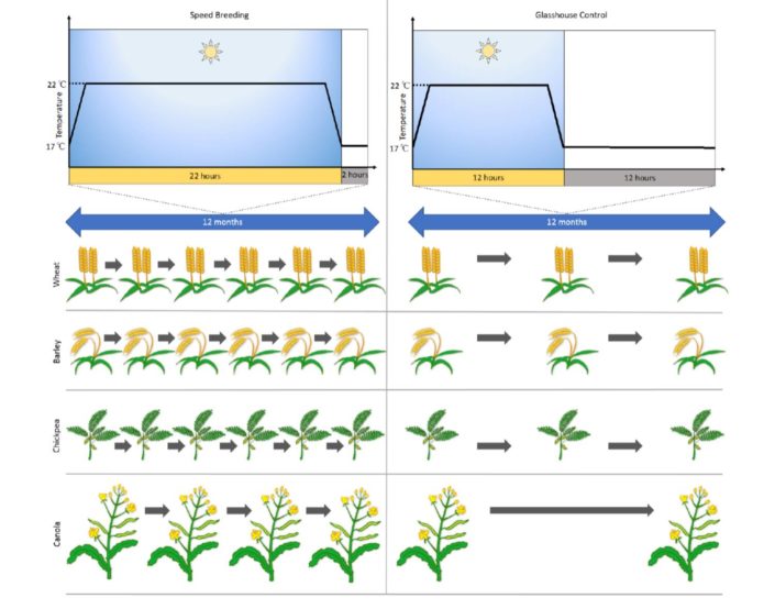 Speed breeding: a powerful tool to accelerate crop research and ...