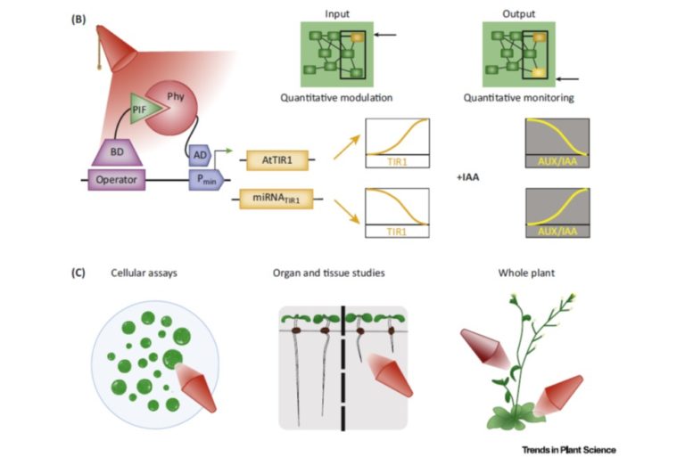Review: Quantitative monitoring and control of plant signalling through ...