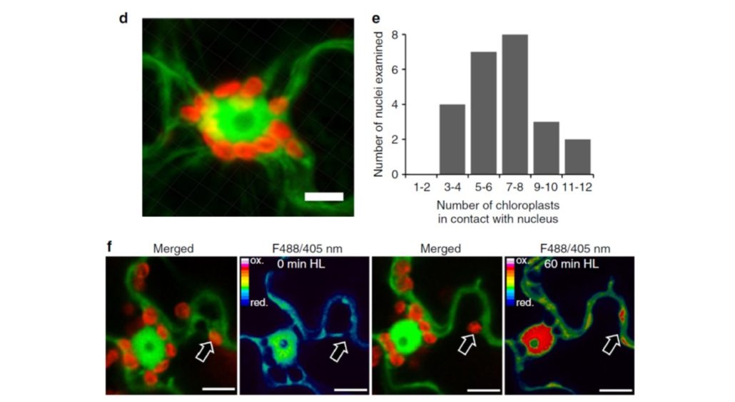 Photosynthesis-dependent H2O2 transfer from chloroplasts to nuclei ...