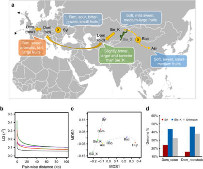 Genome re-sequencing reveals the history of apple and supports a two ...