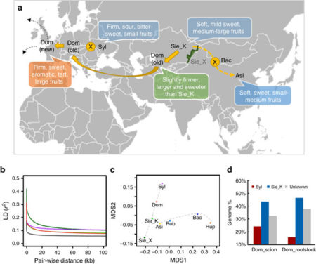 Genome re-sequencing reveals the history of apple and supports a two ...