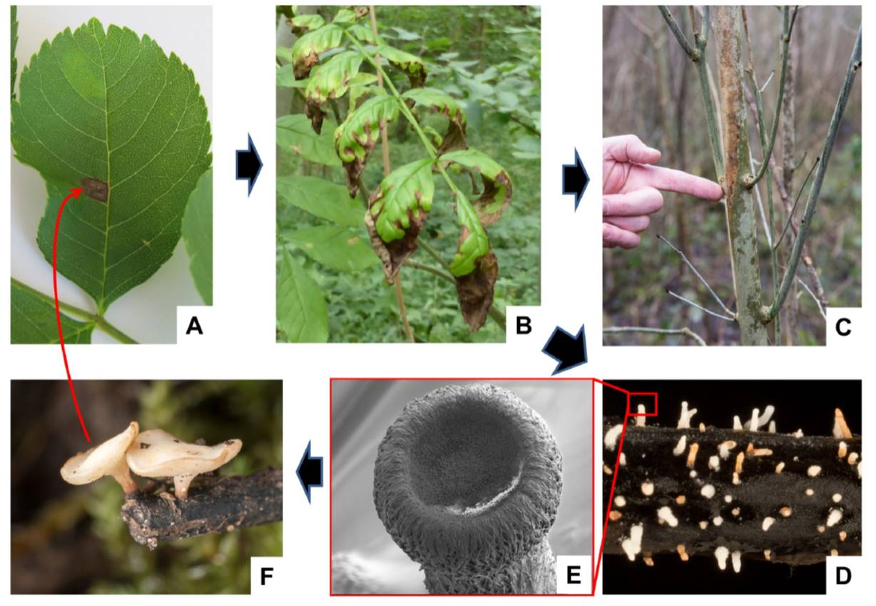 Ash dieback epidemic in Europe: How can molecular technologies help ...