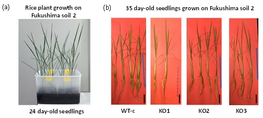 Production of low-Cs+ rice plants by inactivation of the K+ transporter ...