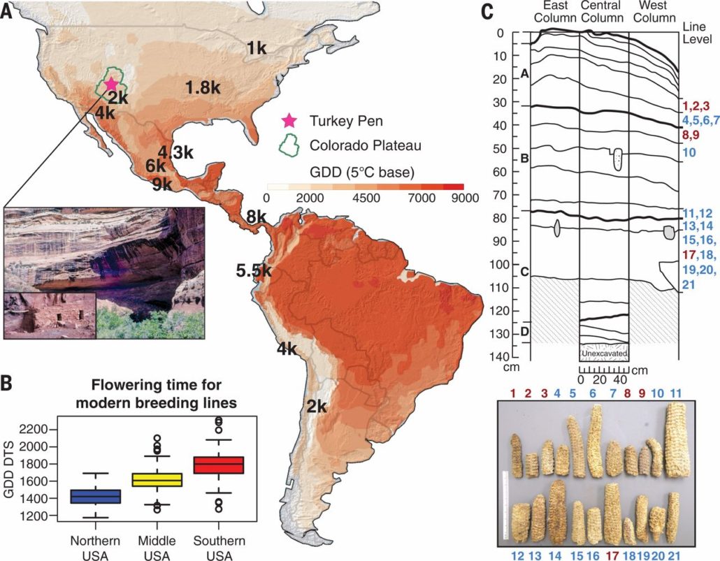 Genomic estimation of complex traits reveals ancient maize adaptation ...
