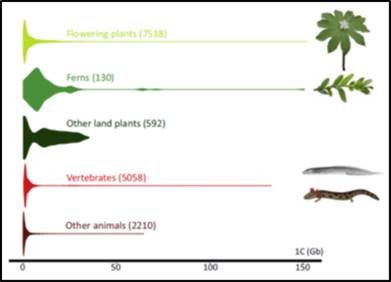 Opinion: Is there an upper limit to genome size? ($) | Plantae
