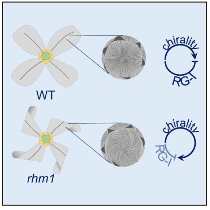 Rhamnose-containing cell wall polymers suppress helical plant growth ...