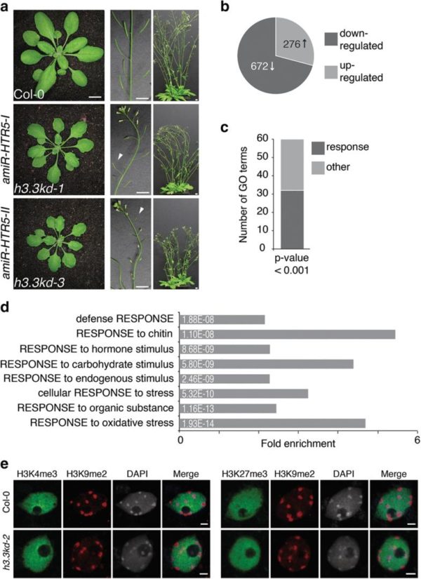 The histone H3 variant H3.3 regulates gene body DNA methylation in ...