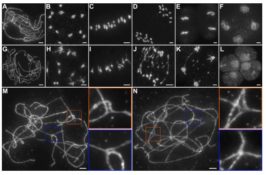MEICA1 (meiotic chromosome association1) interacts with TOP3α and ...