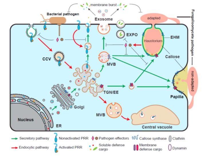 Reviews: Membrane and vesicle trafficking in plant immunity and beyond ...