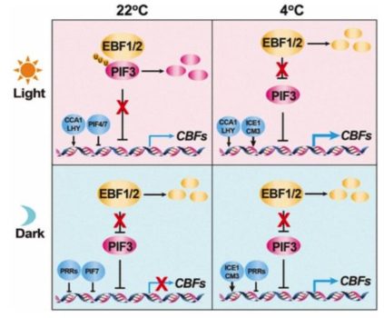PIF3 is a negative regulator of the CBF pathway and freezing tolerance ...