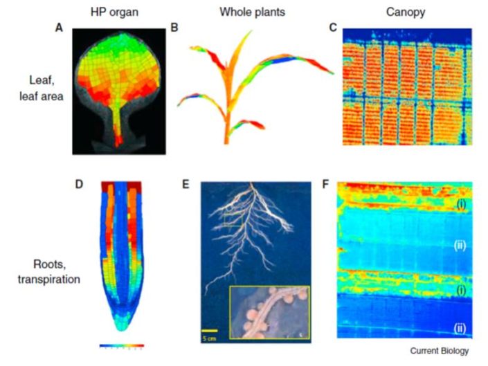 Review: Plant phenomics, from sensors to knowledge | Plantae