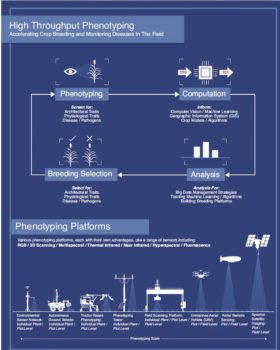High throughput phenotyping to accelerate crop breeding and monitoring ...