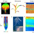 Plantae | The Big Idea: Phenotyping | Plantae