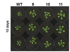 Enhancing Electron Transport Leads to Improved Yields | Plantae