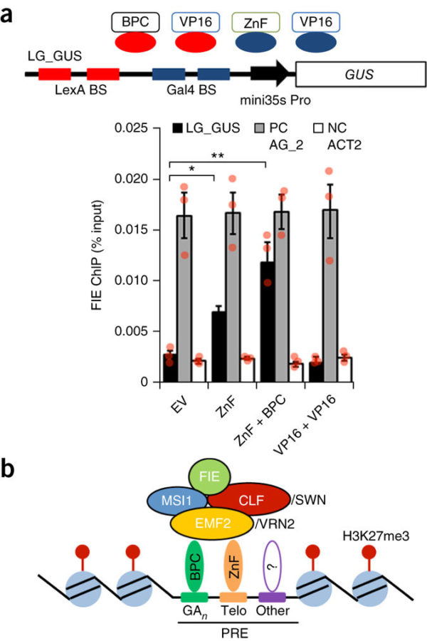 Cis and trans determinants of epigenetic silencing by Polycomb ...