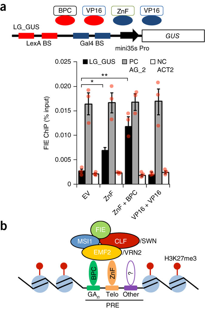 Cis and trans determinants of epigenetic silencing by Polycomb ...