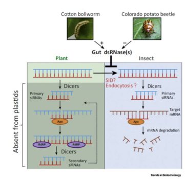 Review: Next-generation insect-resistant plants: RNAi-mediated crop ...