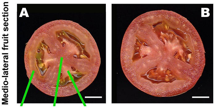 Tomato fruit weight controlled by Cell Size Regulator | Plantae
