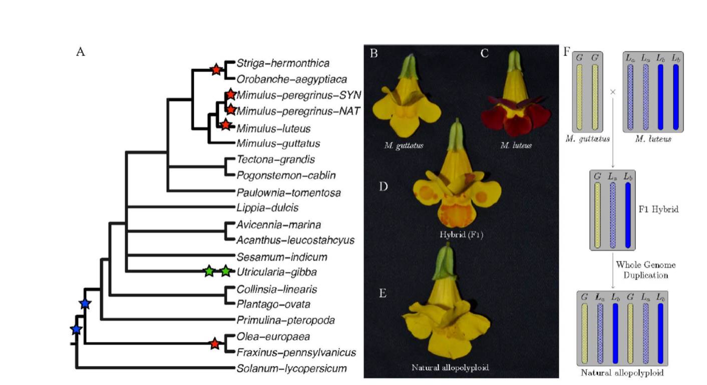 Emergence of subgenome dominance across time and ploidy | Plantae