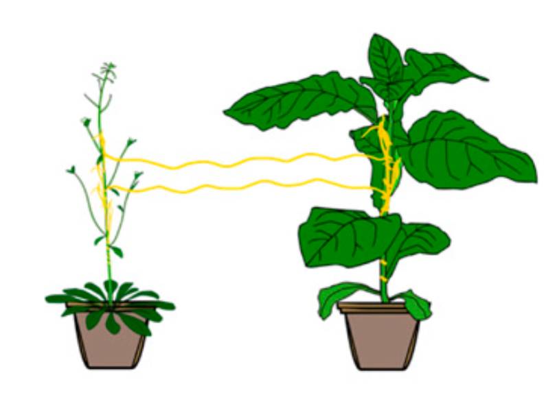 What We’re Reading: August 11 | Plantae